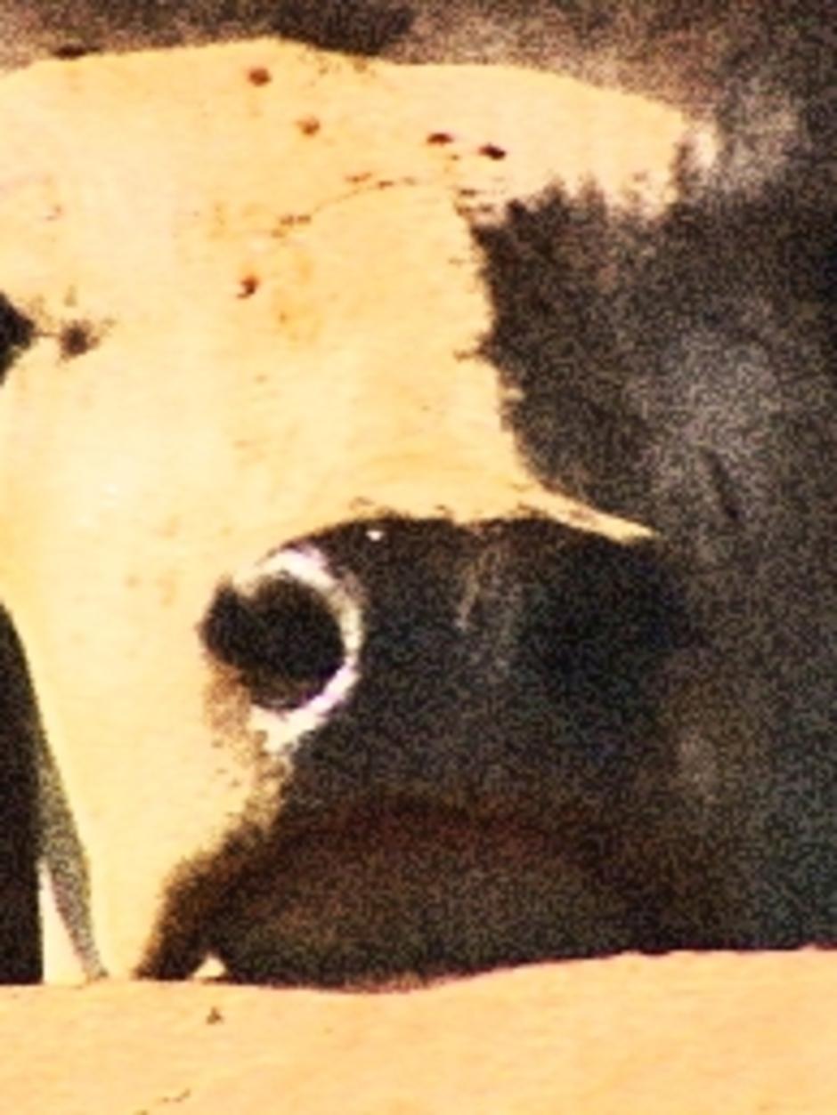 A Bloody Business - ABC News