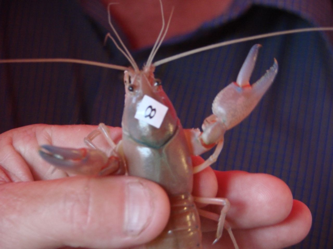 Yabbies race into the records - ABC News