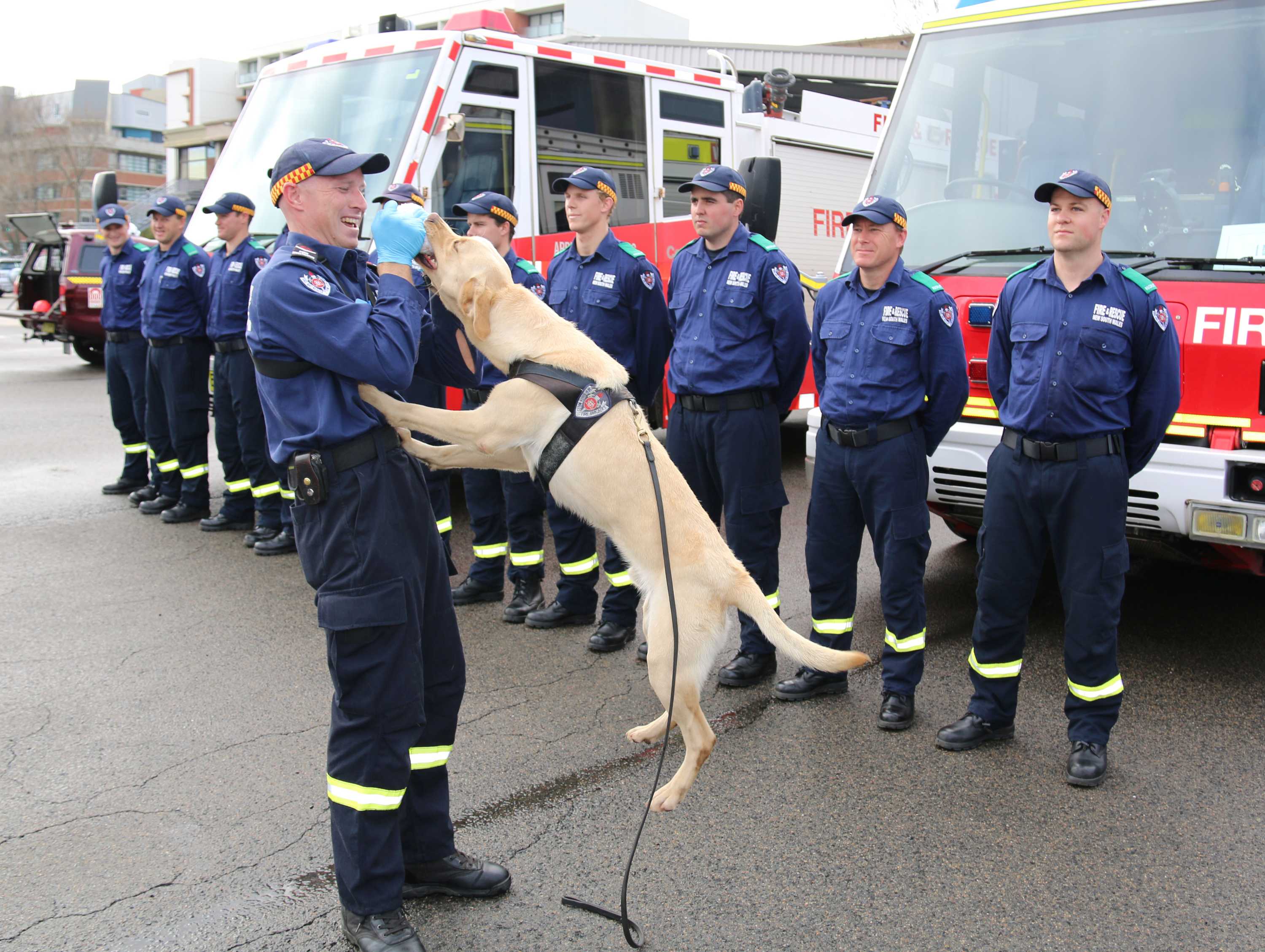 Fire and Rescue NSW recruit Labradors Earl and Viking to sniff out ...