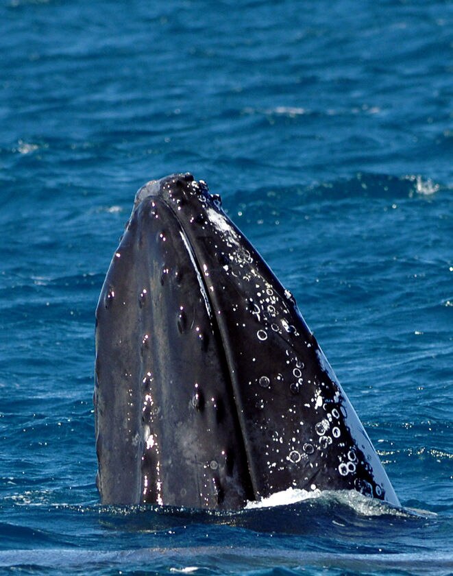 Scientist Roger Payne, who figured out whales could sing, dies aged 88 ...
