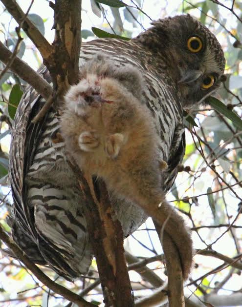 Off Track with Ann Jones - ABC listen