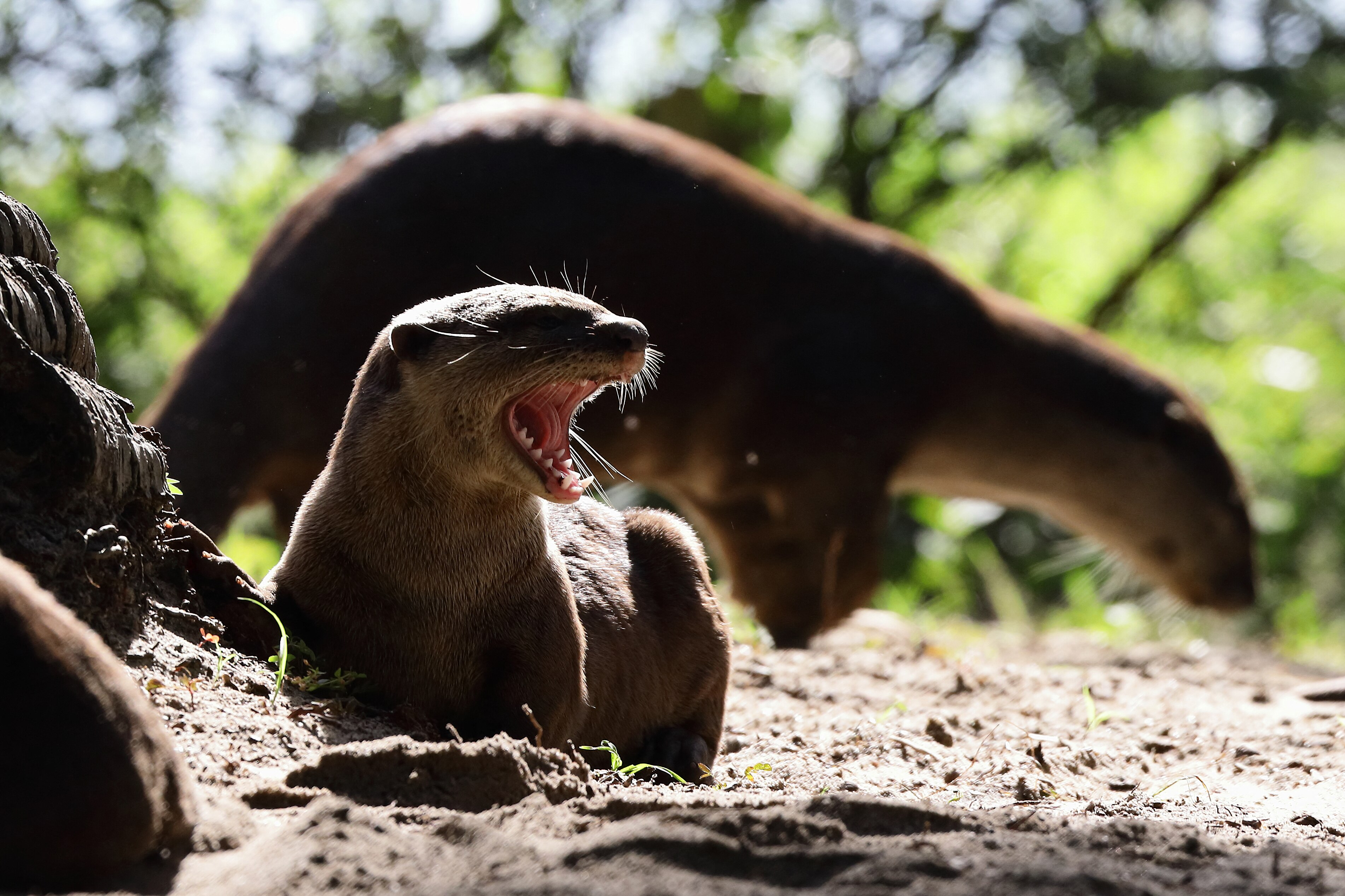 British man thought he was 'going to die' during otter attack in ...