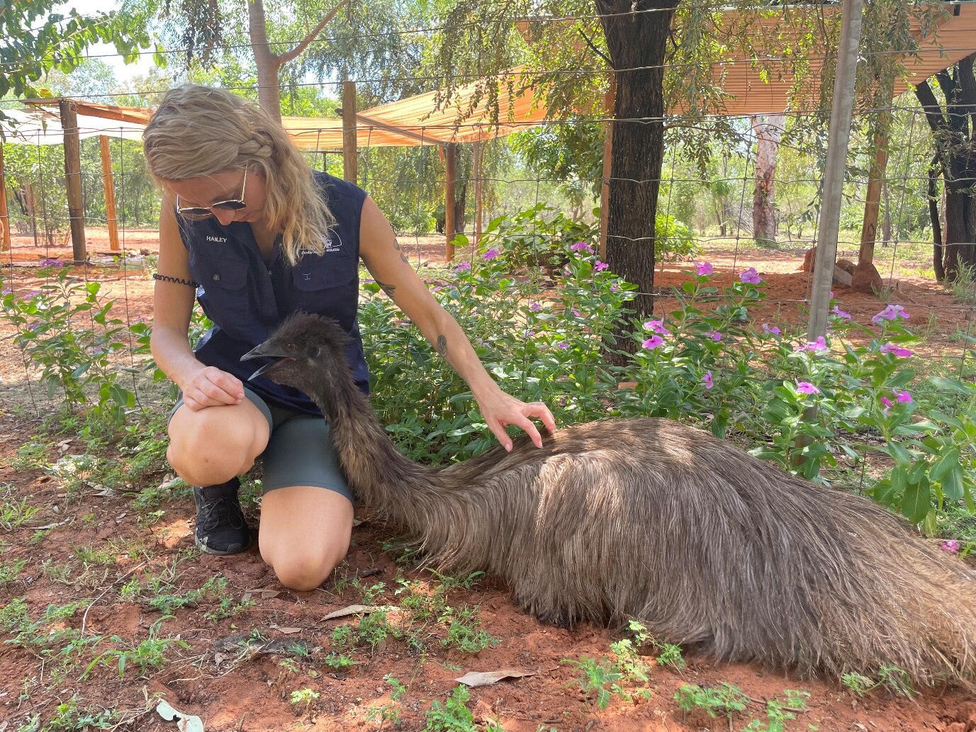 Bushy the Kimberley emu lives the high life at Derby animal sanctuary ...