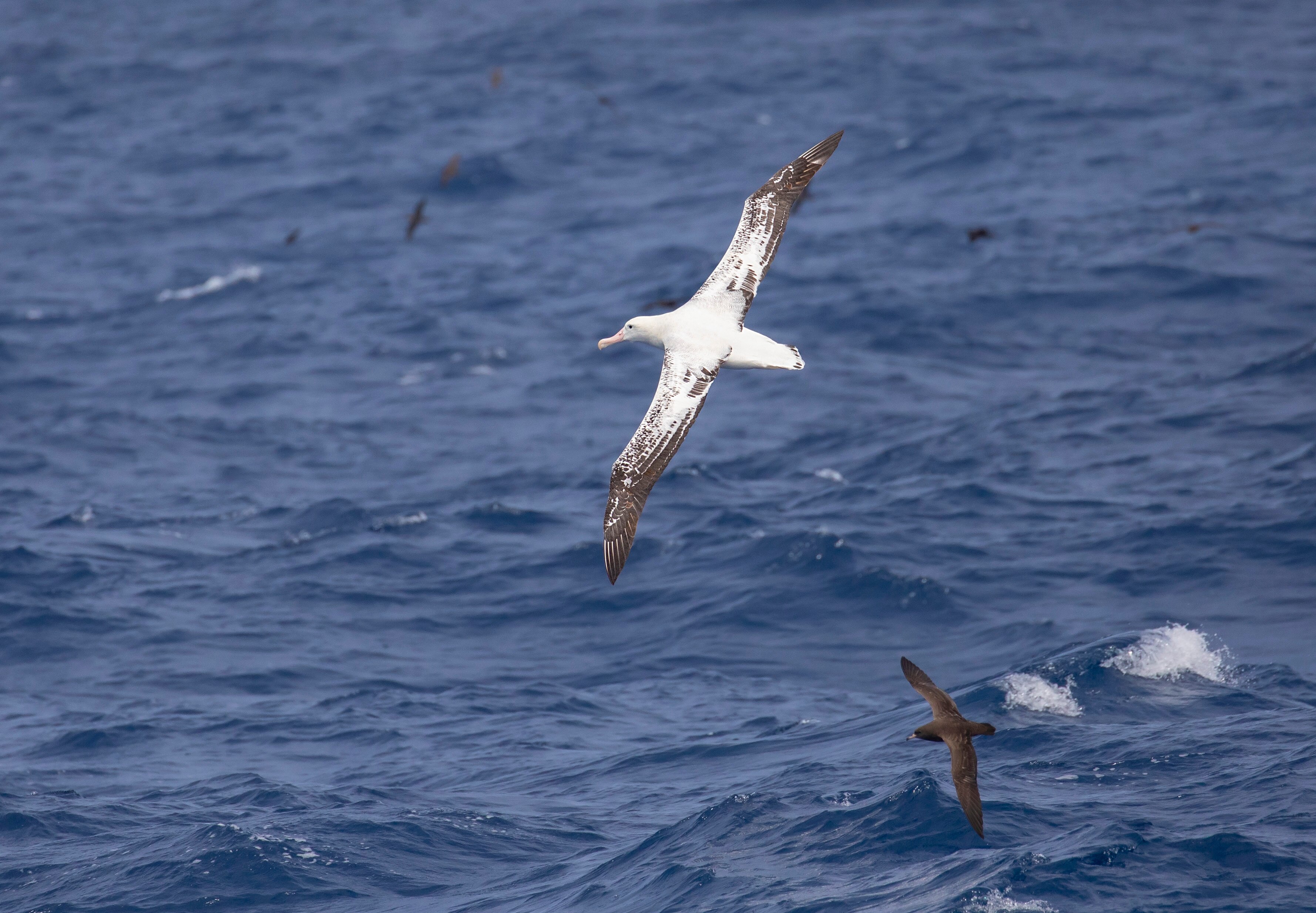 Wandering albatross spotted off WA coast the oldest in recorded ...