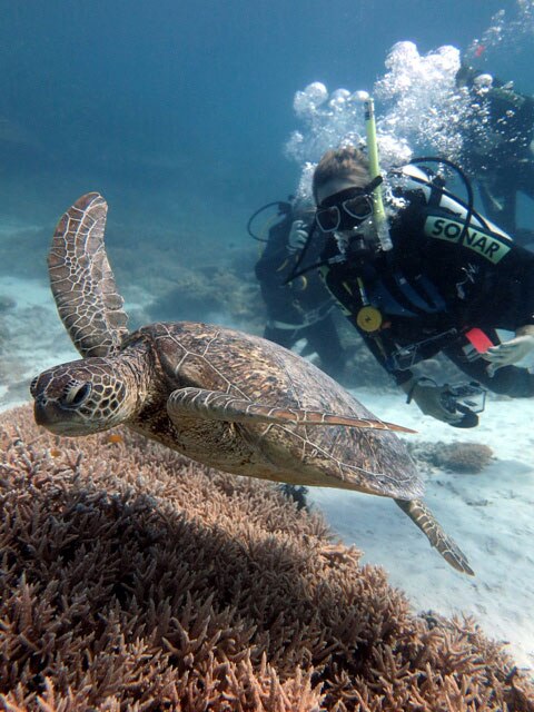 Warmer weather may have prompted early start to endangered green turtle ...
