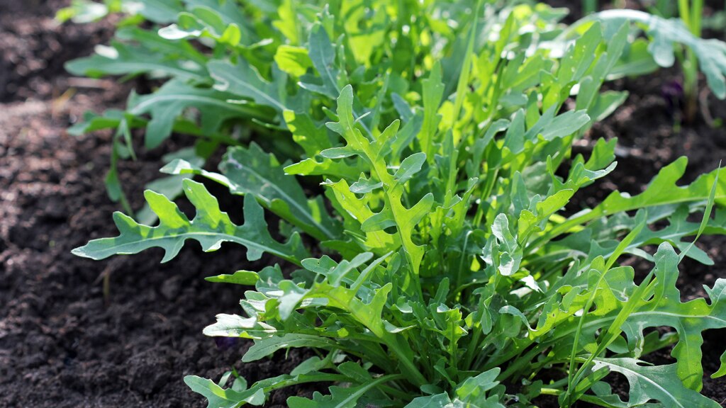 Rocket - Gardening Australia