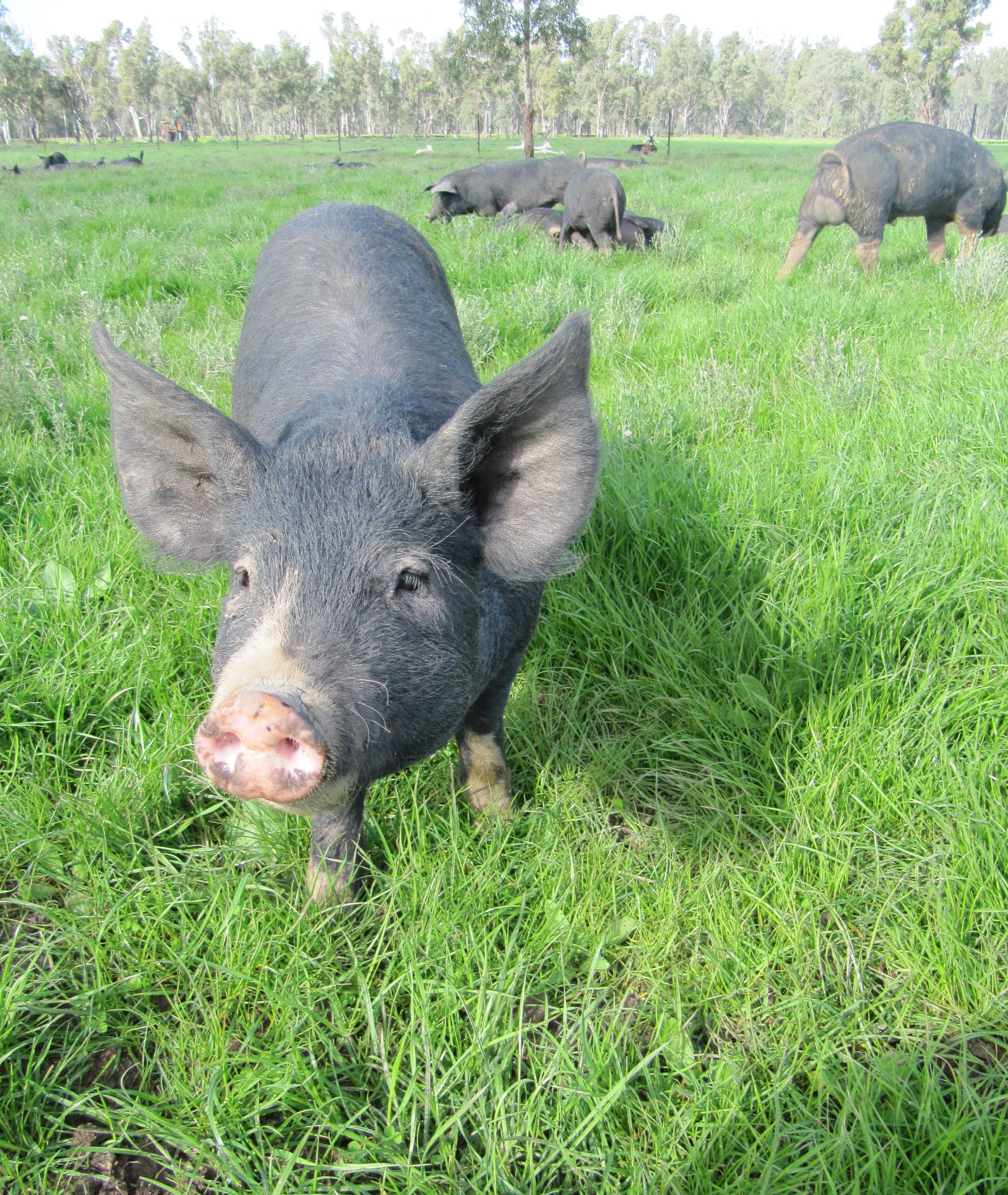 Where does your food come from? - ABC News
