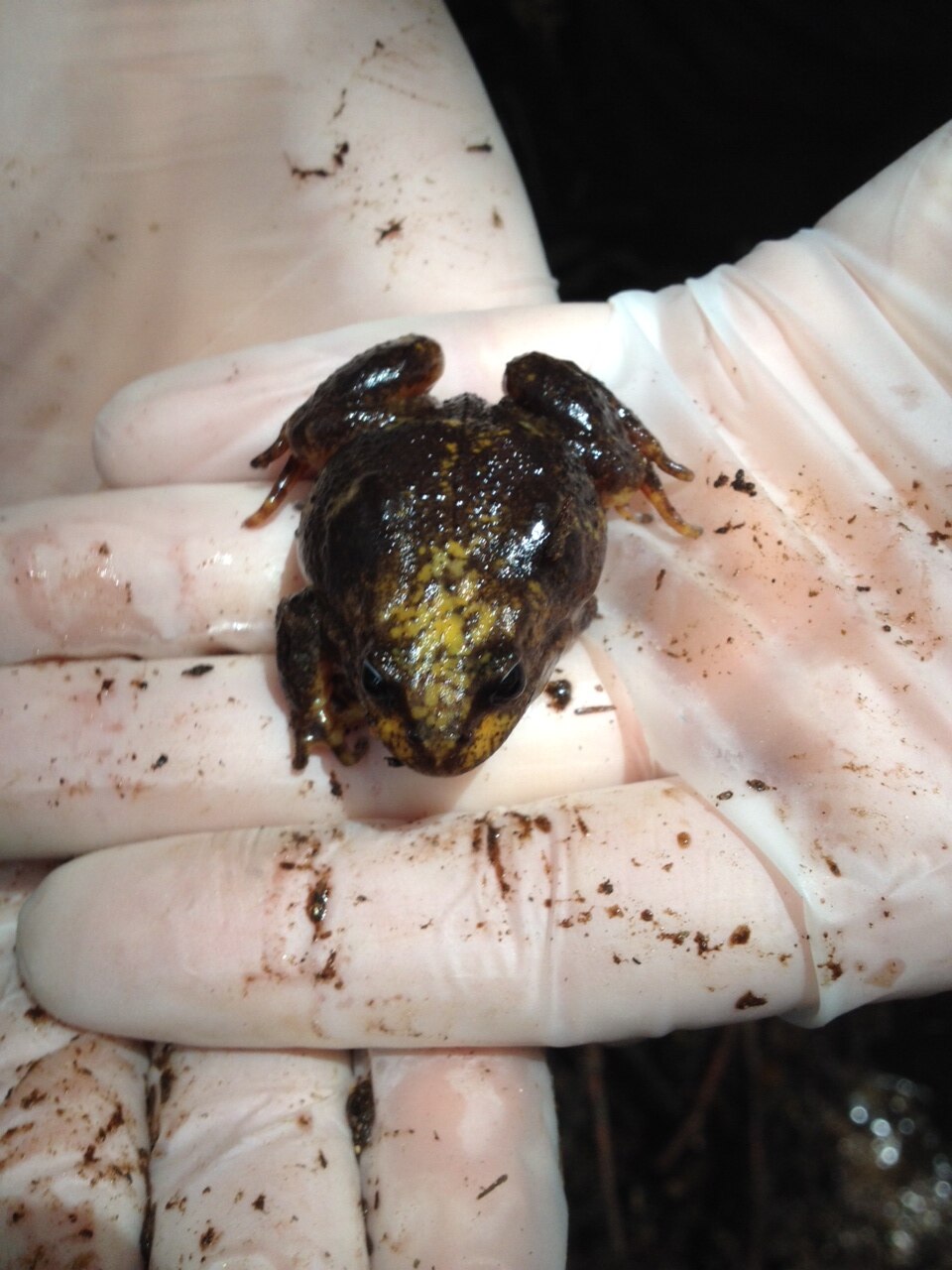 Inner city shipping container key to survival hopes of the critically ...