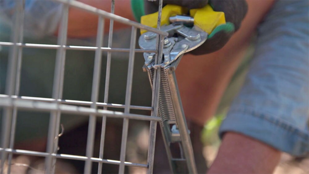 Chicken Pickins' - Gardening Australia