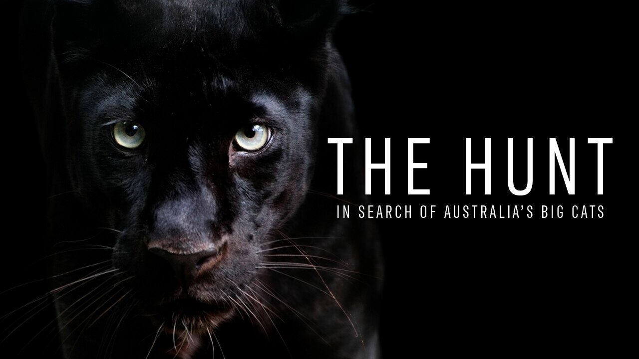 The Hunt - ABC Content Sales