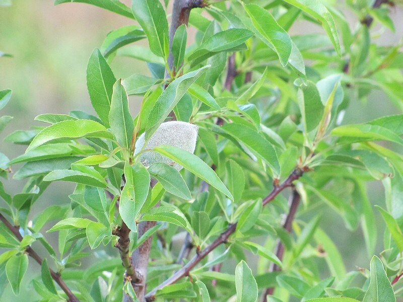 Why do almond trees get lonely? Gardening Talkback with Peter Cundall ...