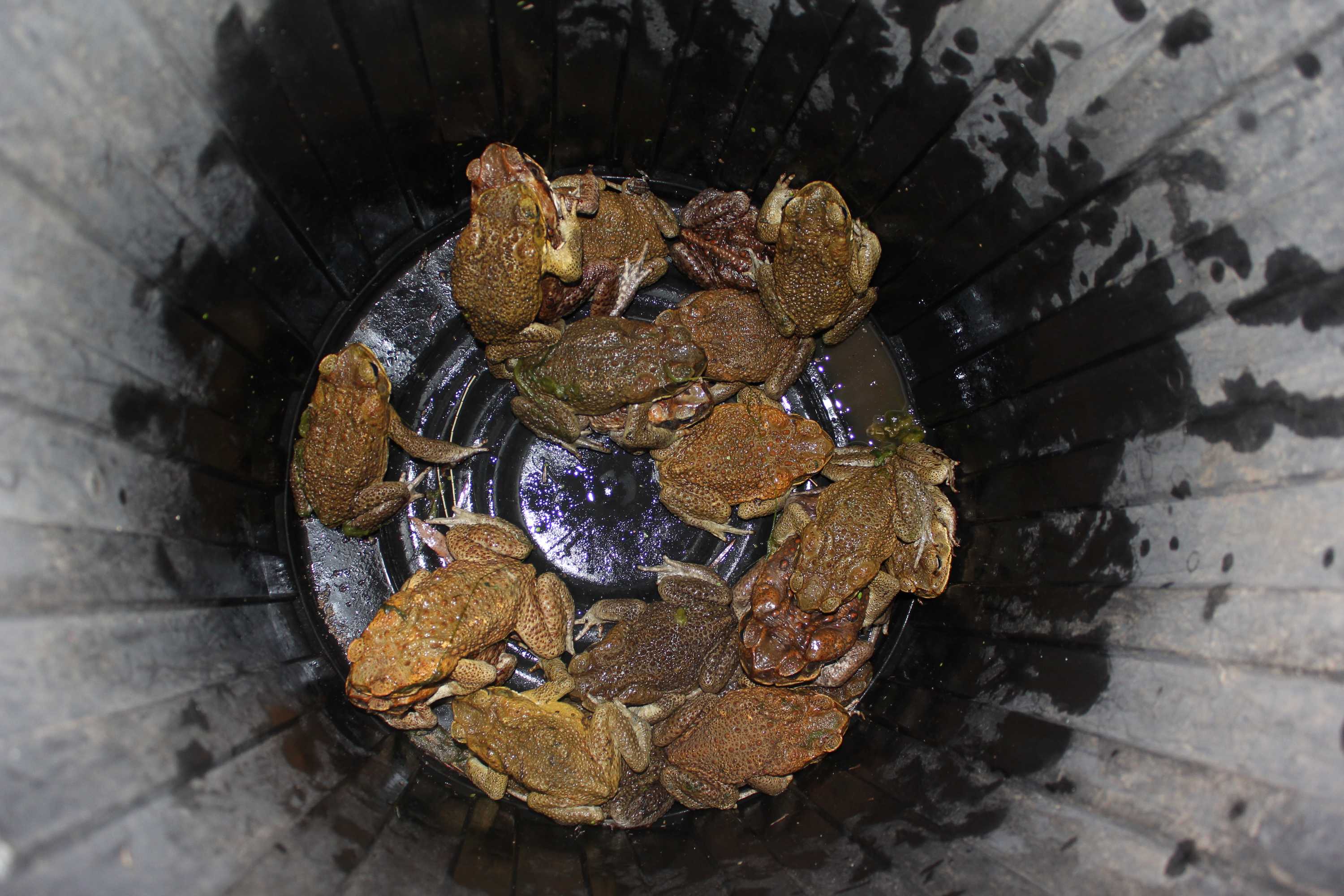 Cane toad poison used against amphibian pest in Queensland-designed ...