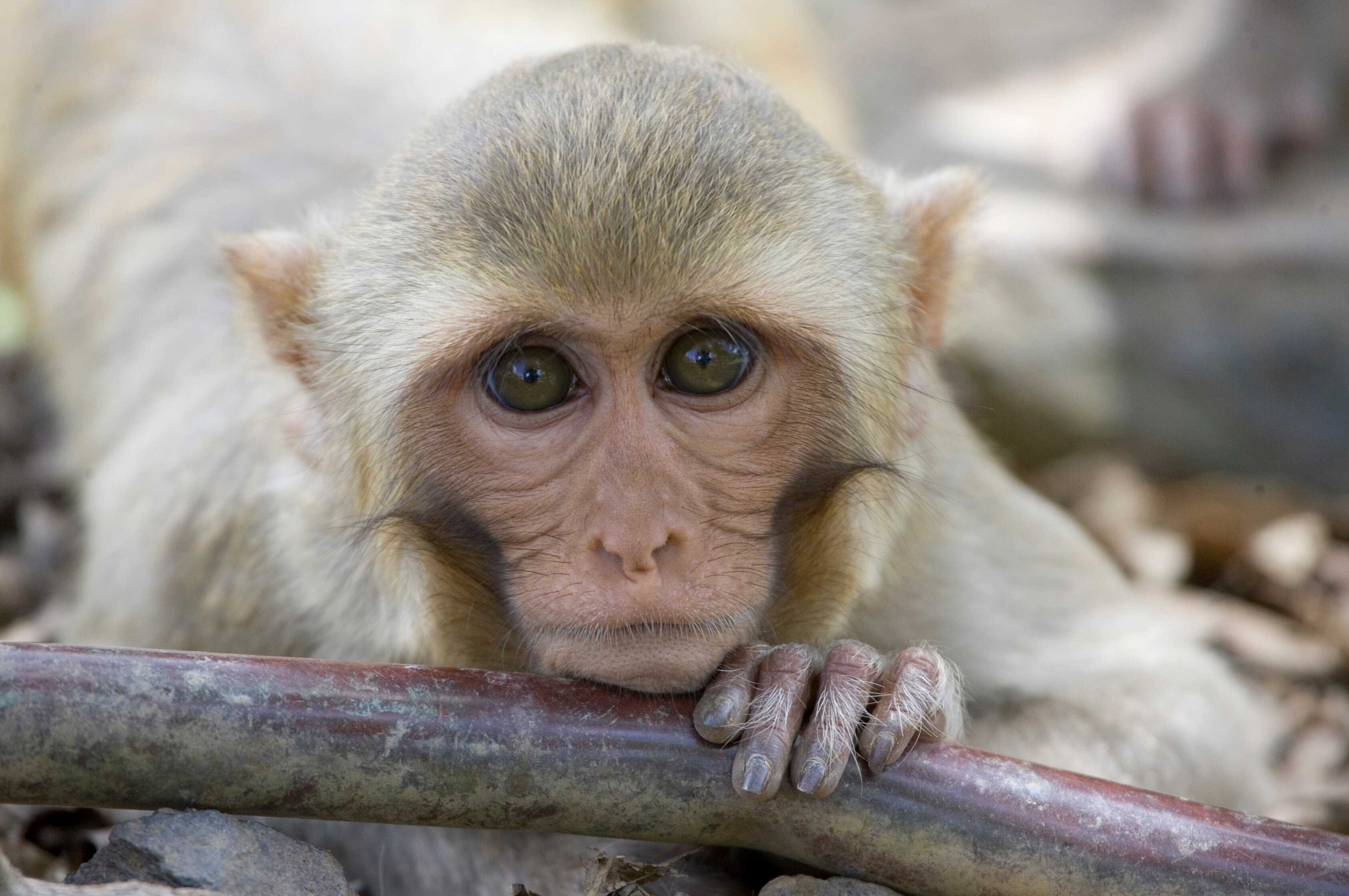 Twenty-four monkeys that escaped from South Carolina research facility ...