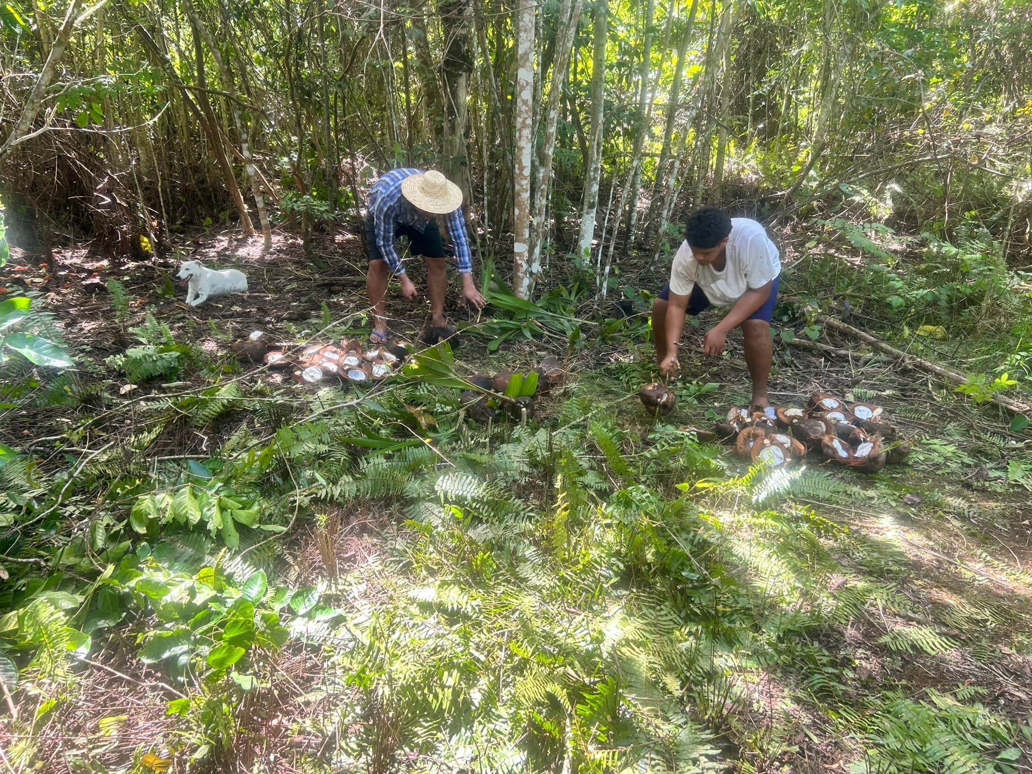 Samoa's feral pig population is on the rise, leading to food security ...
