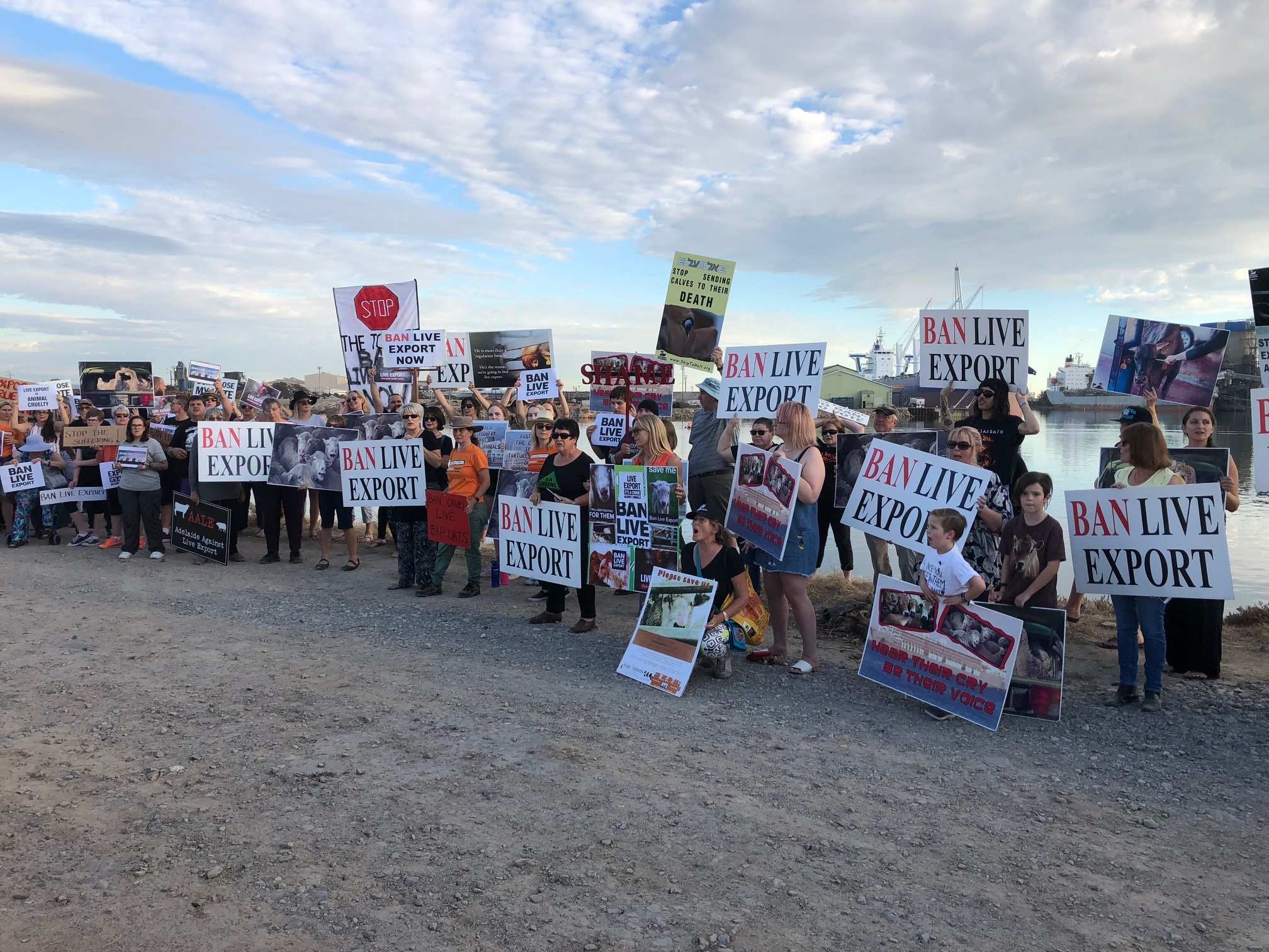 Live exports won't be banned in coming months despite RSPCA warnings ...