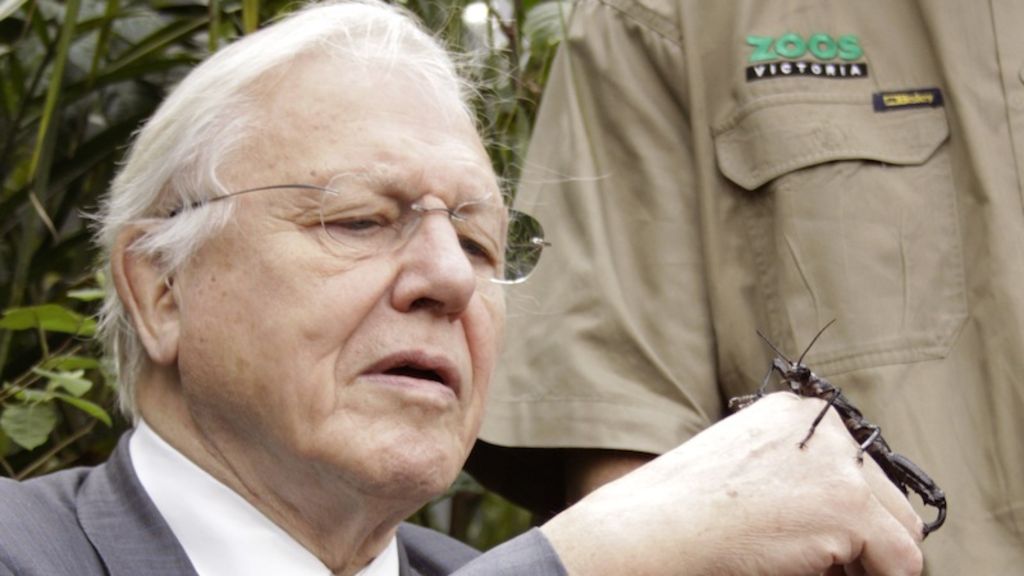 Attenborough impressed by stick insect program - ABC News