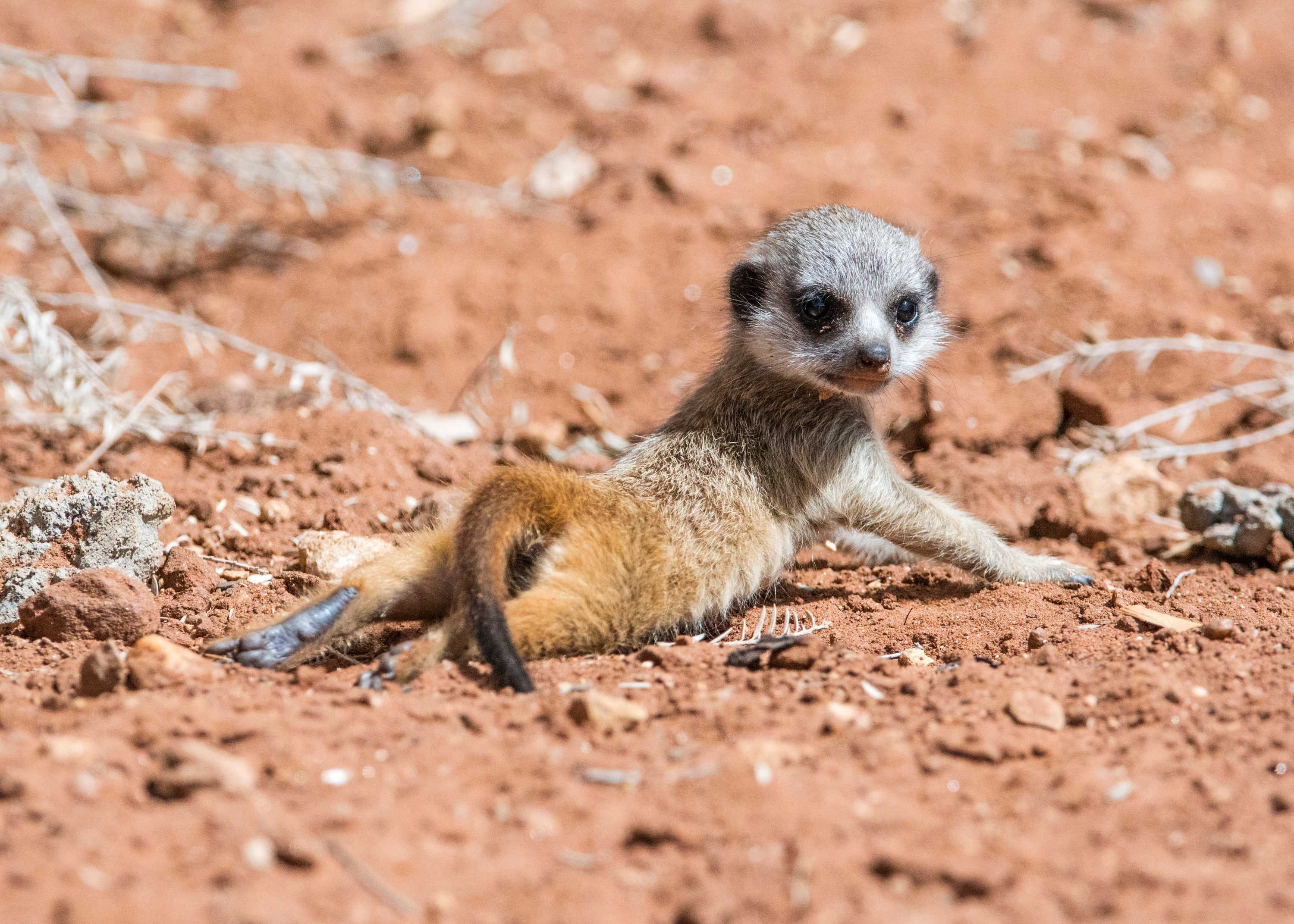 Month-old meerkat pups emerge from den at Monarto Zoo - ABC News