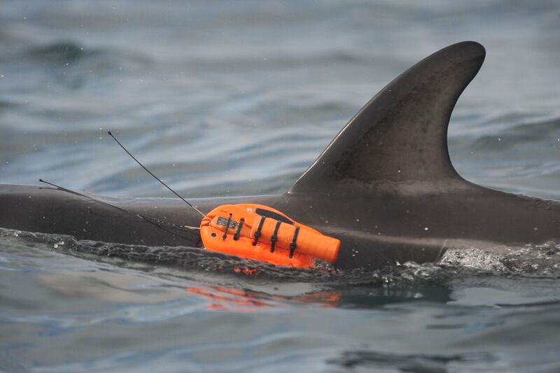 Dolphin-mounted cameras give scientists a glimpse of mammal's ...