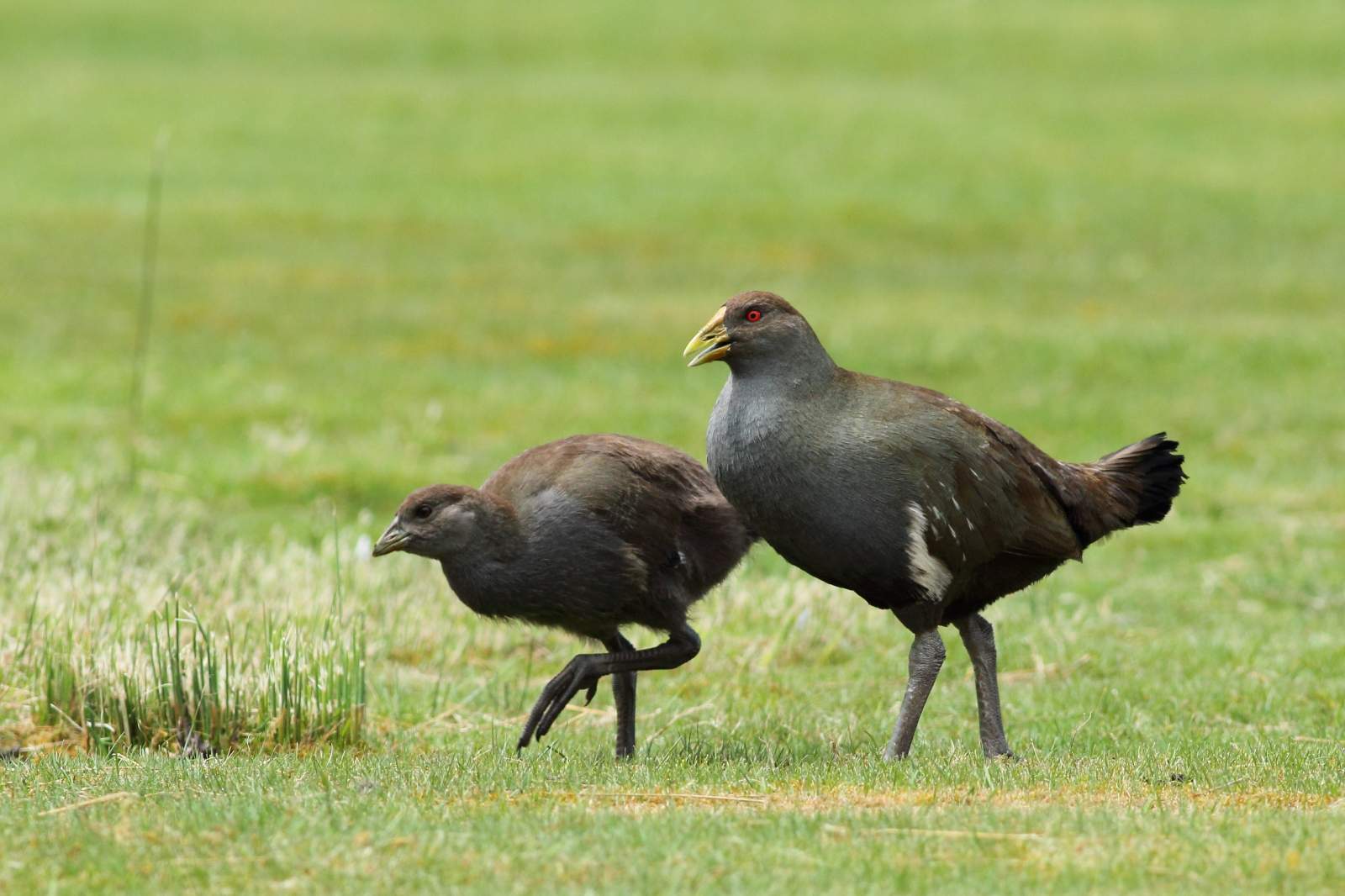 Tasmania is the only state without an official bird emblem, so what ...
