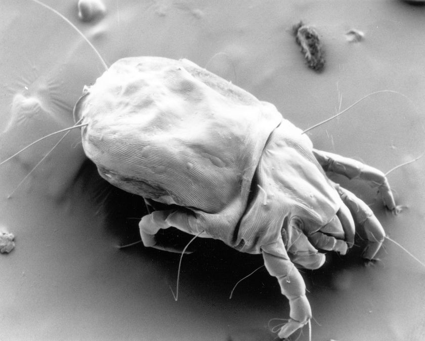 Dust mites controllable: CSIRO scientist - ABC News