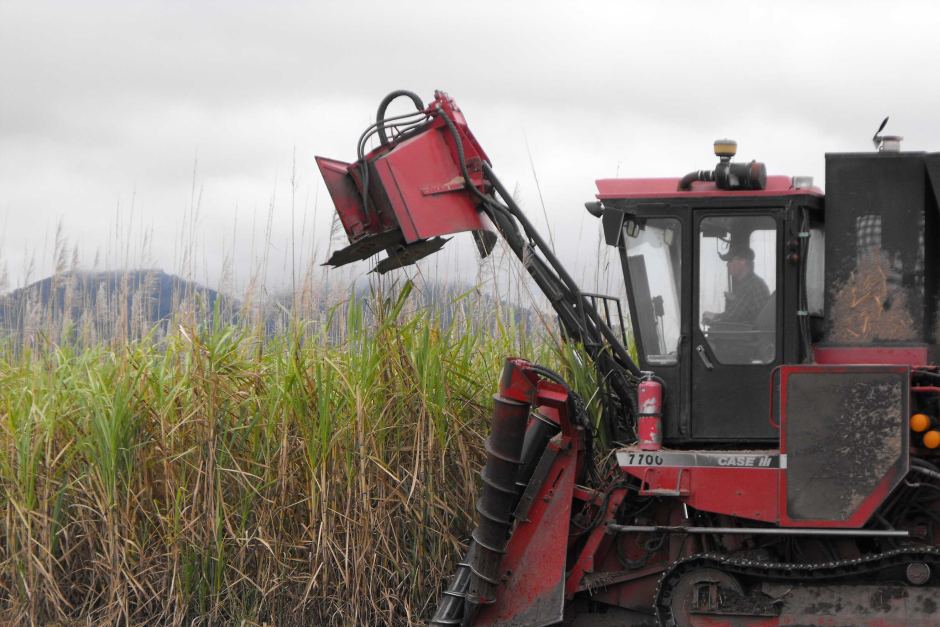 Much-needed rainfall breaks drought for Proserpine sugar cane farmers ...
