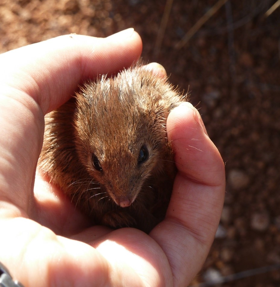 Kaluta research confirms marsupial dies after mating - ABC News
