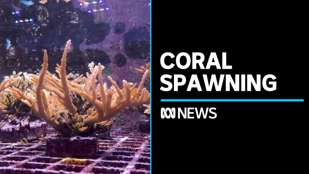 Researchers achieve first out-of-season coral spawning - ABC News