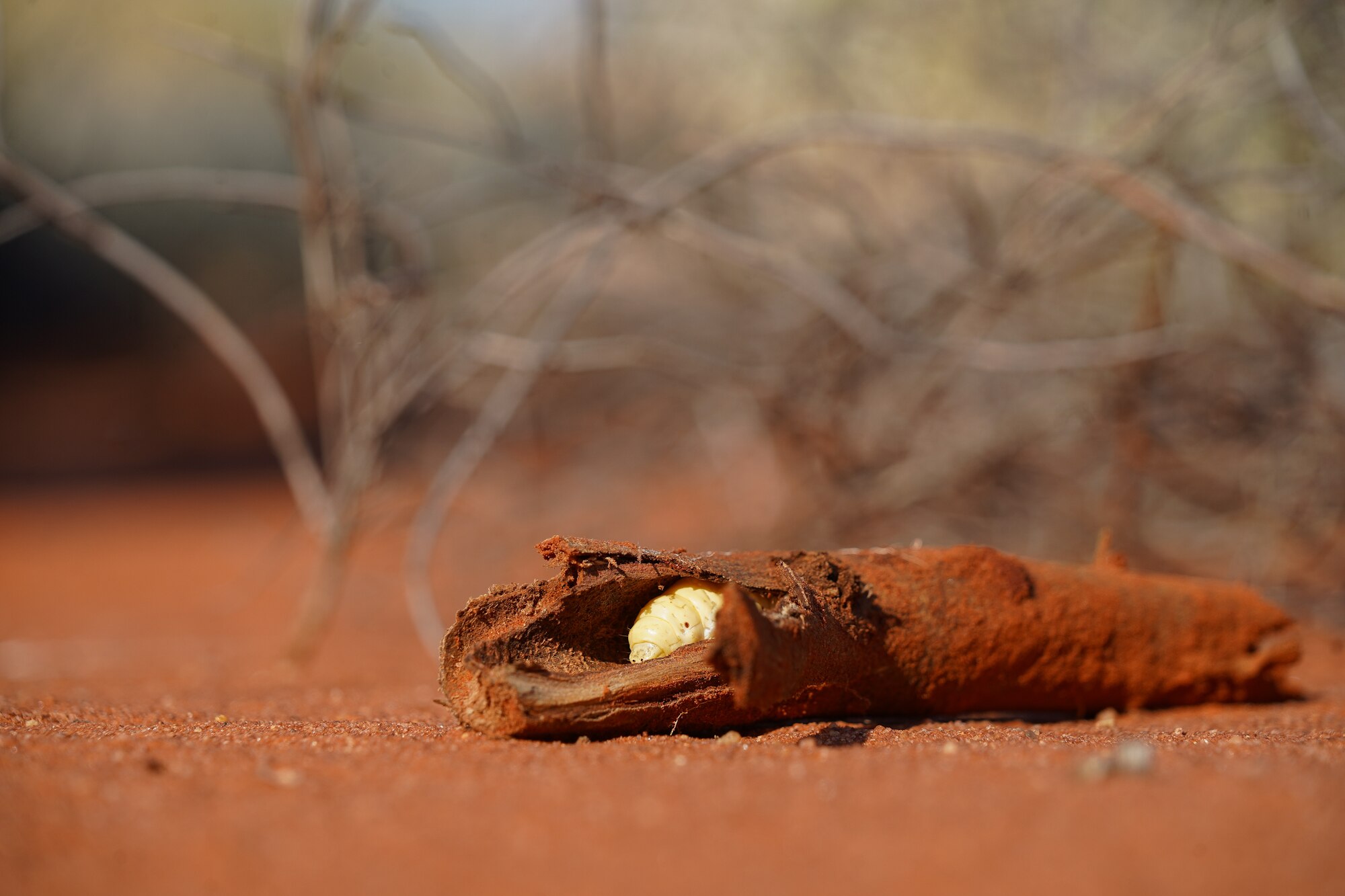 From the sands of time, the Pintupi Nine were thrust into the glare of ...