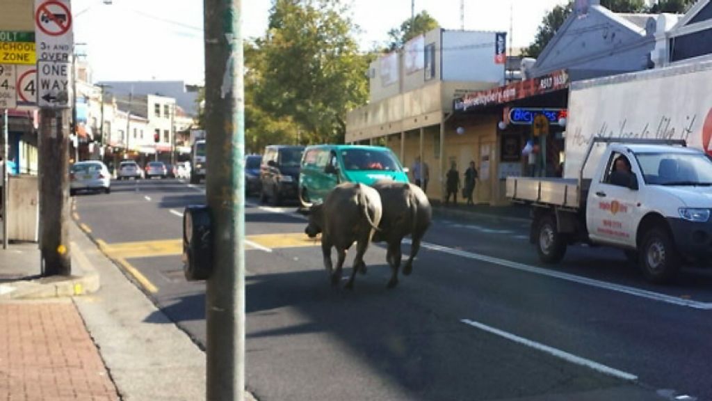 Great escape in Newtown - ABC News
