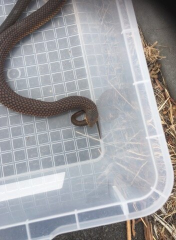 Snake cannibal romance drama 'not unusual' for copperheads, expert says ...