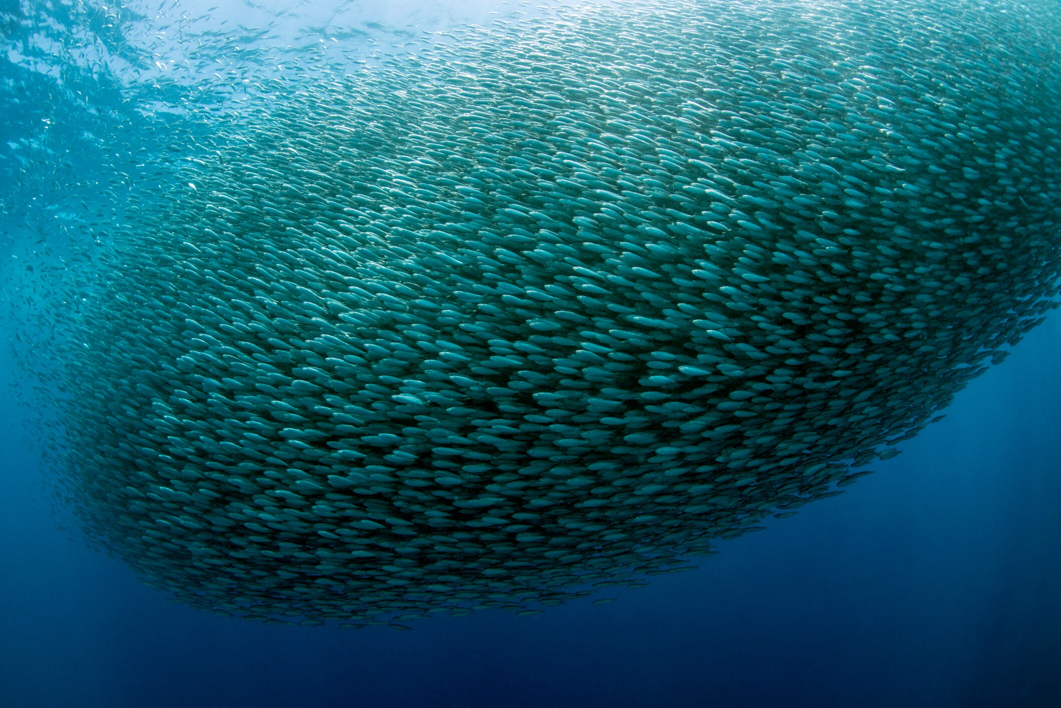 How could fish that can count help us become better learners? - ABC listen