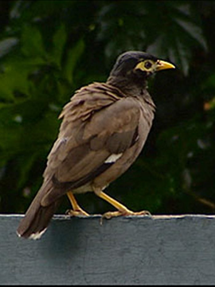 Cairns residents take aim at Indian myna bird - ABC News