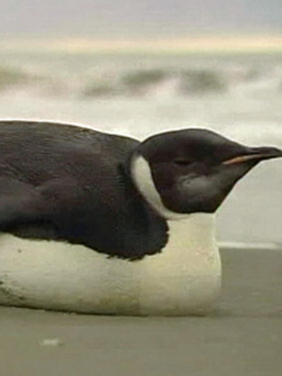 No No Penguins - ABC listen