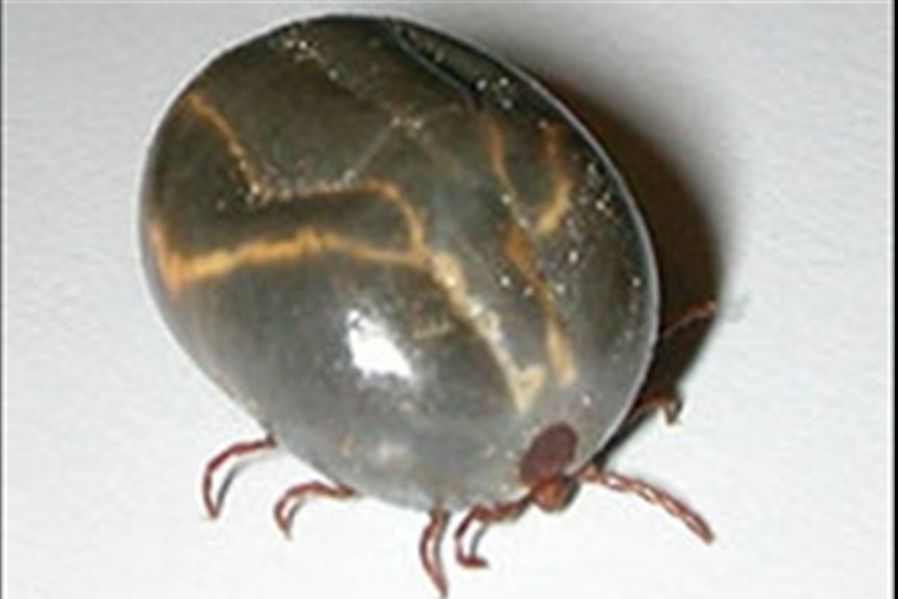 South-west WA cattle killed by tick-borne disease - ABC News