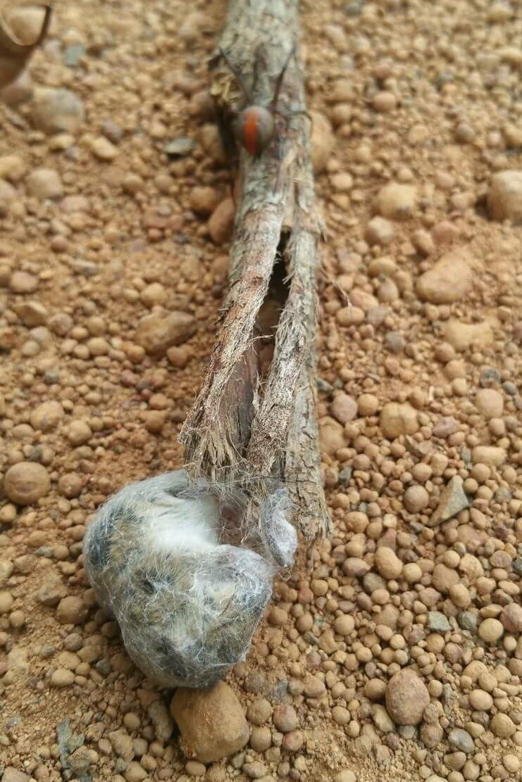 Redback spider photographed catching mouse in WA - ABC News