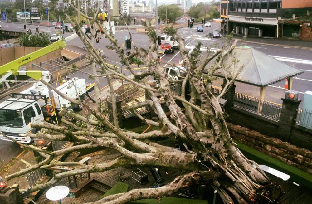 Patrons seek a piece of iconic Normanby Hotel fig tree after falling ...