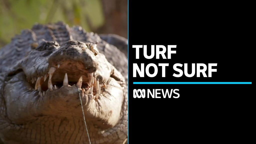 Research shows crocodile diets are changing - ABC News