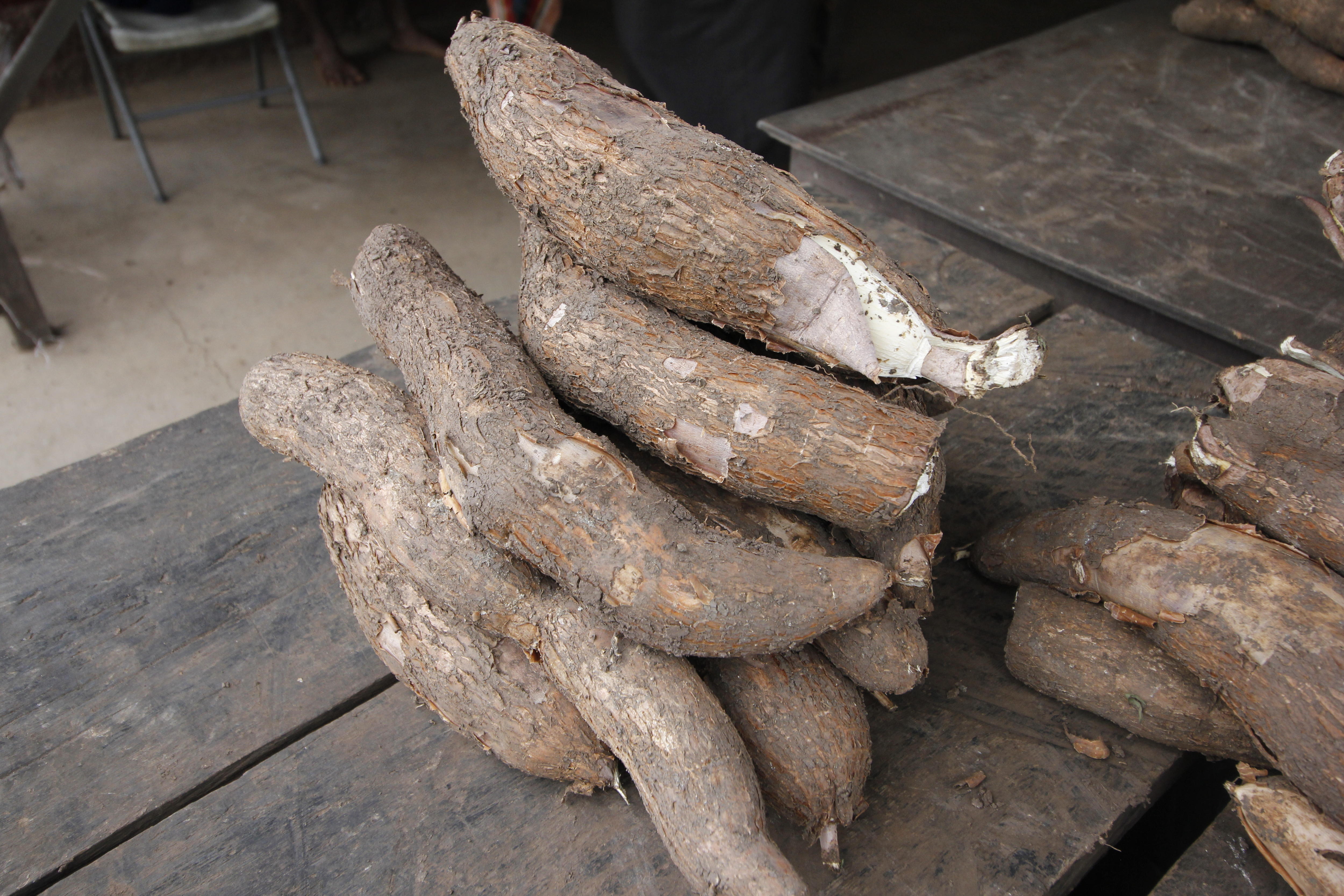 Fijian cassava farmer describes the challenges he faces with changing ...