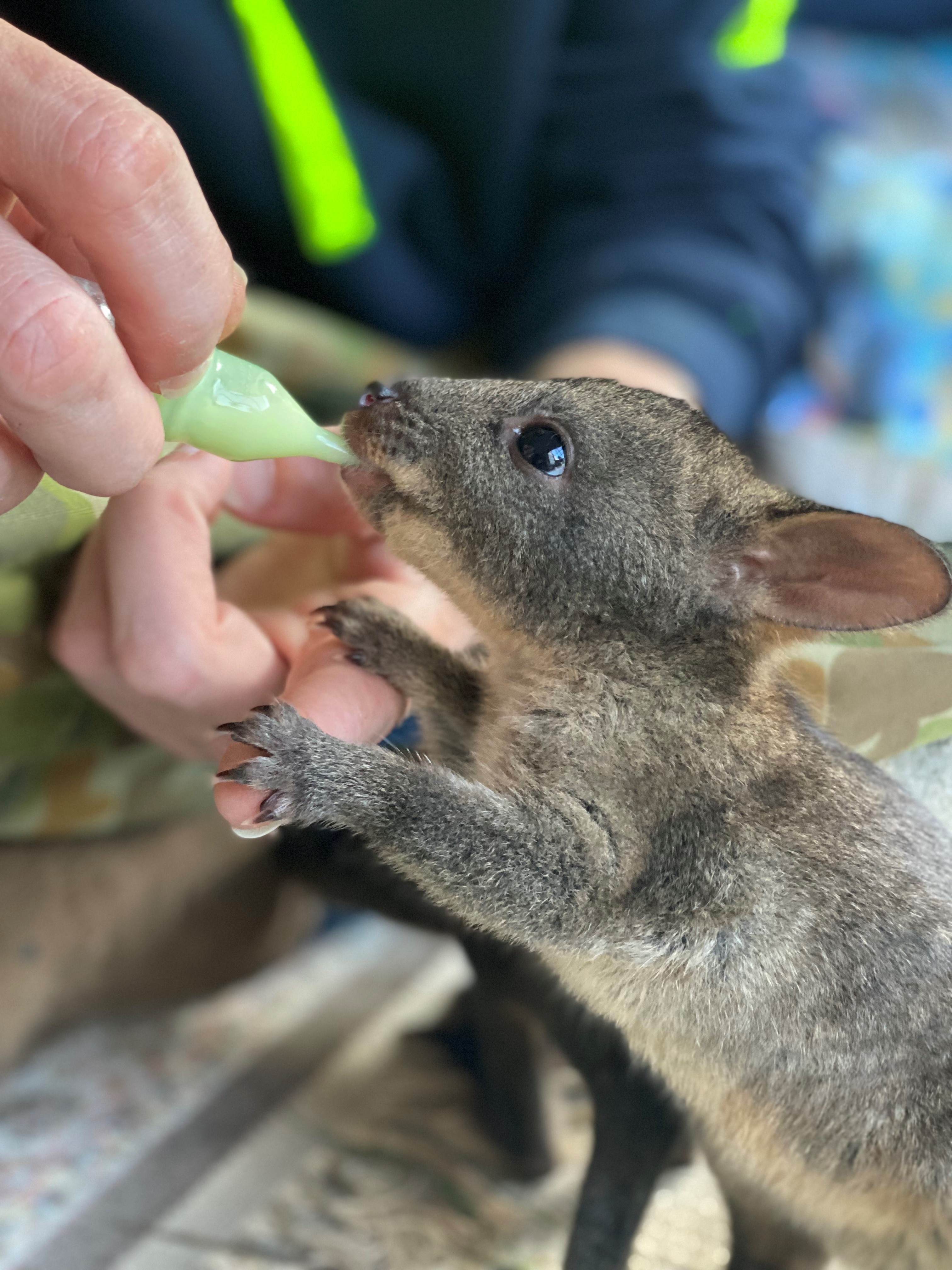 Tasmania's wildlife care system collapsing under weight of demand, lack of carers - ABC News
