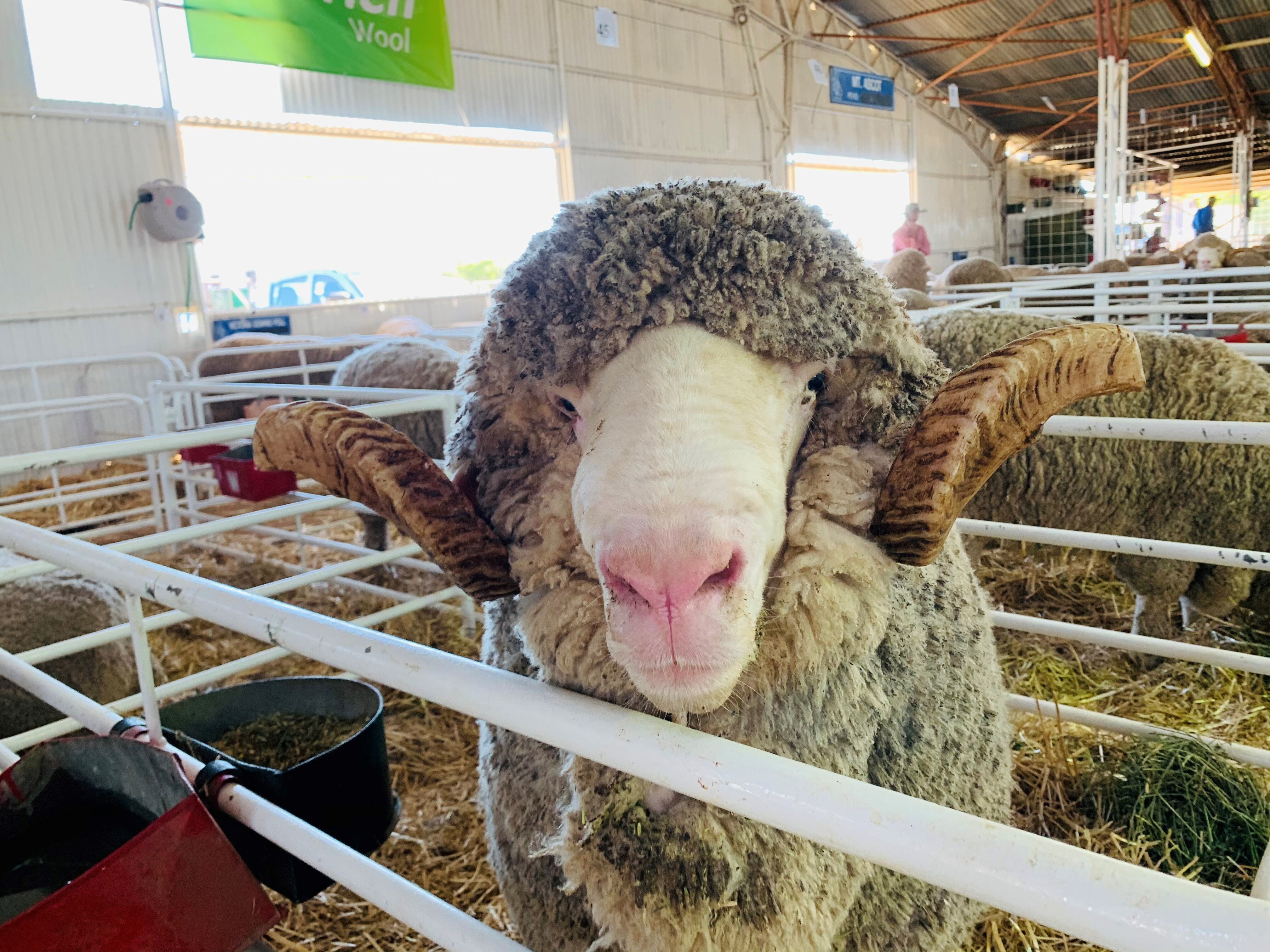 Sheep breeders accused of misleading ram buyers during ovine ...