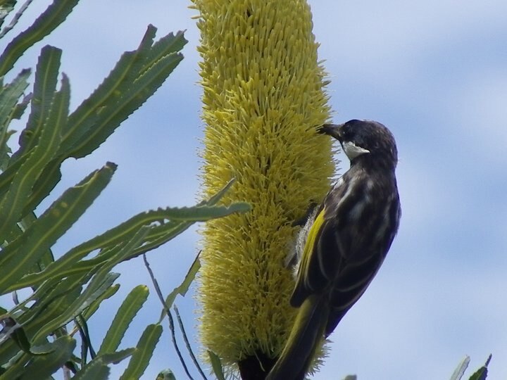 Banksia restoration north of Perth vital to safeguarding bird ...