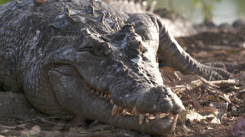 Saltwater crocodile numbers in the NT have recovered from near ...