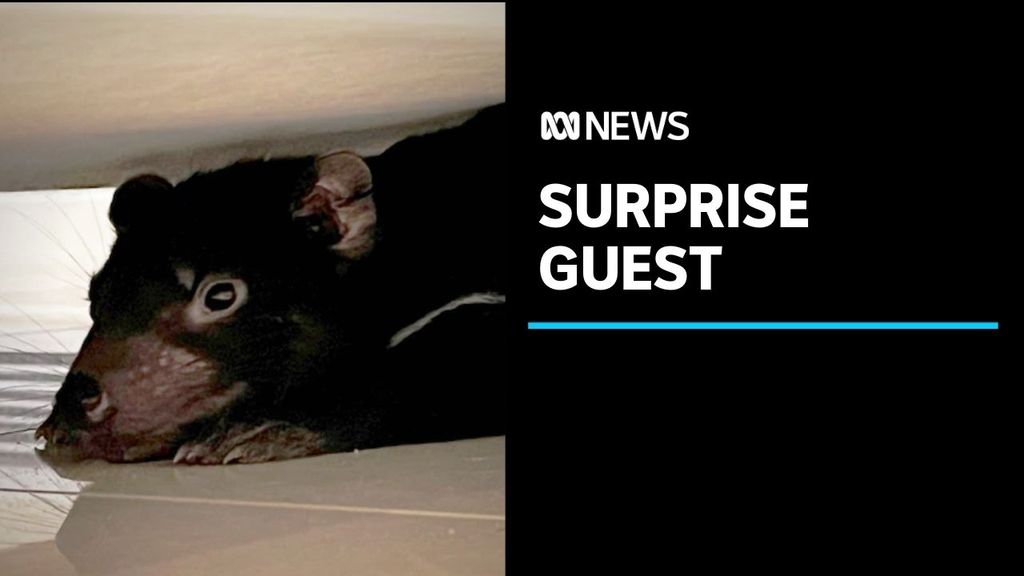 Tasmanian devil found under couch in Hobart home - ABC News