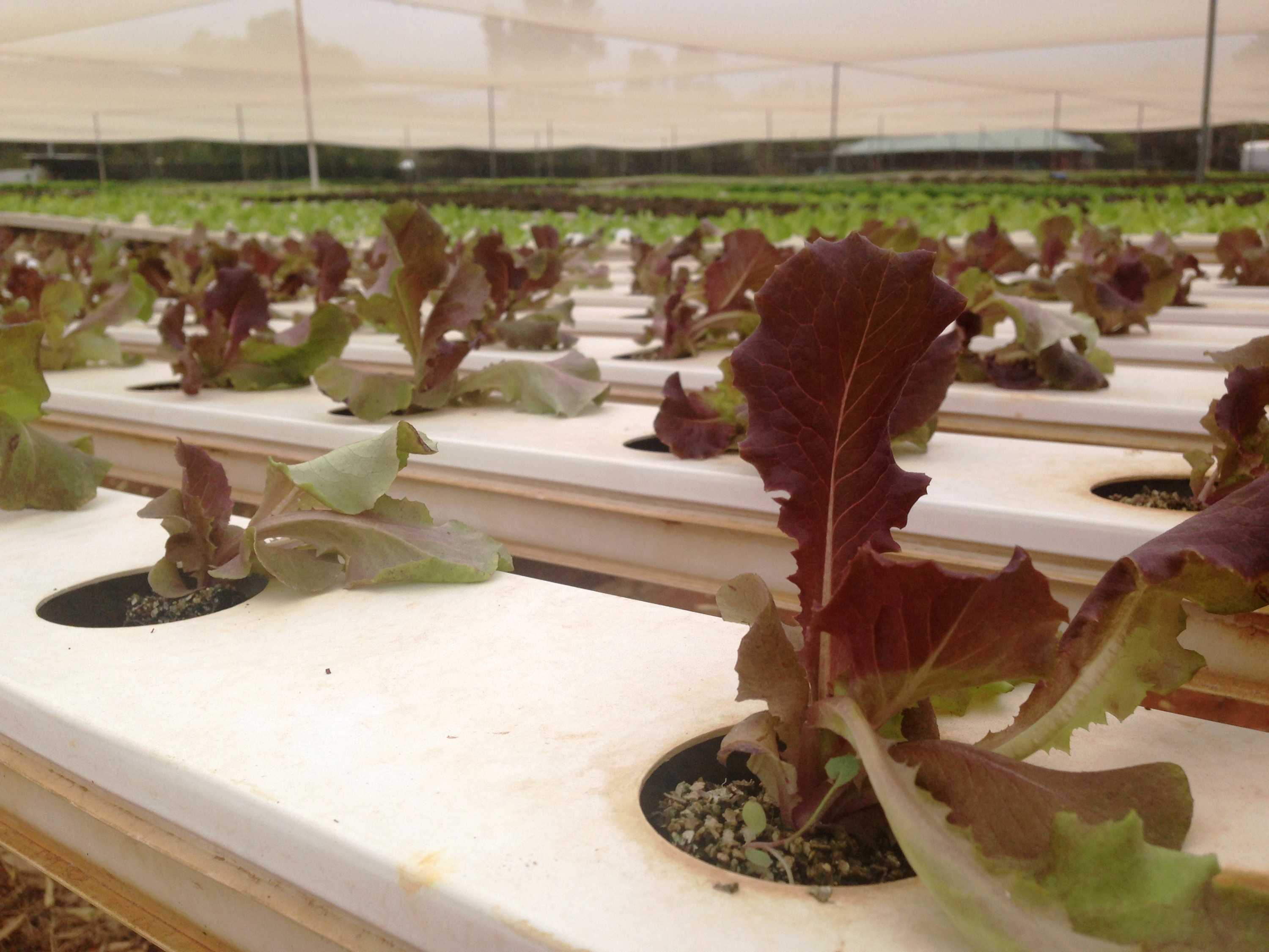 Times are tough but good seeds a must for Alice Springs lettuce farm ...