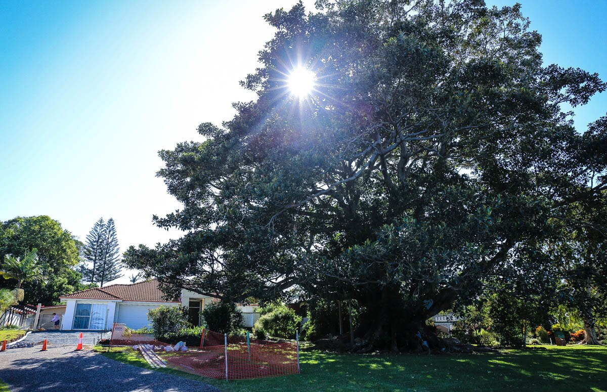 Iconic 200-year-old fig tree faces the axe after council chooses to ...