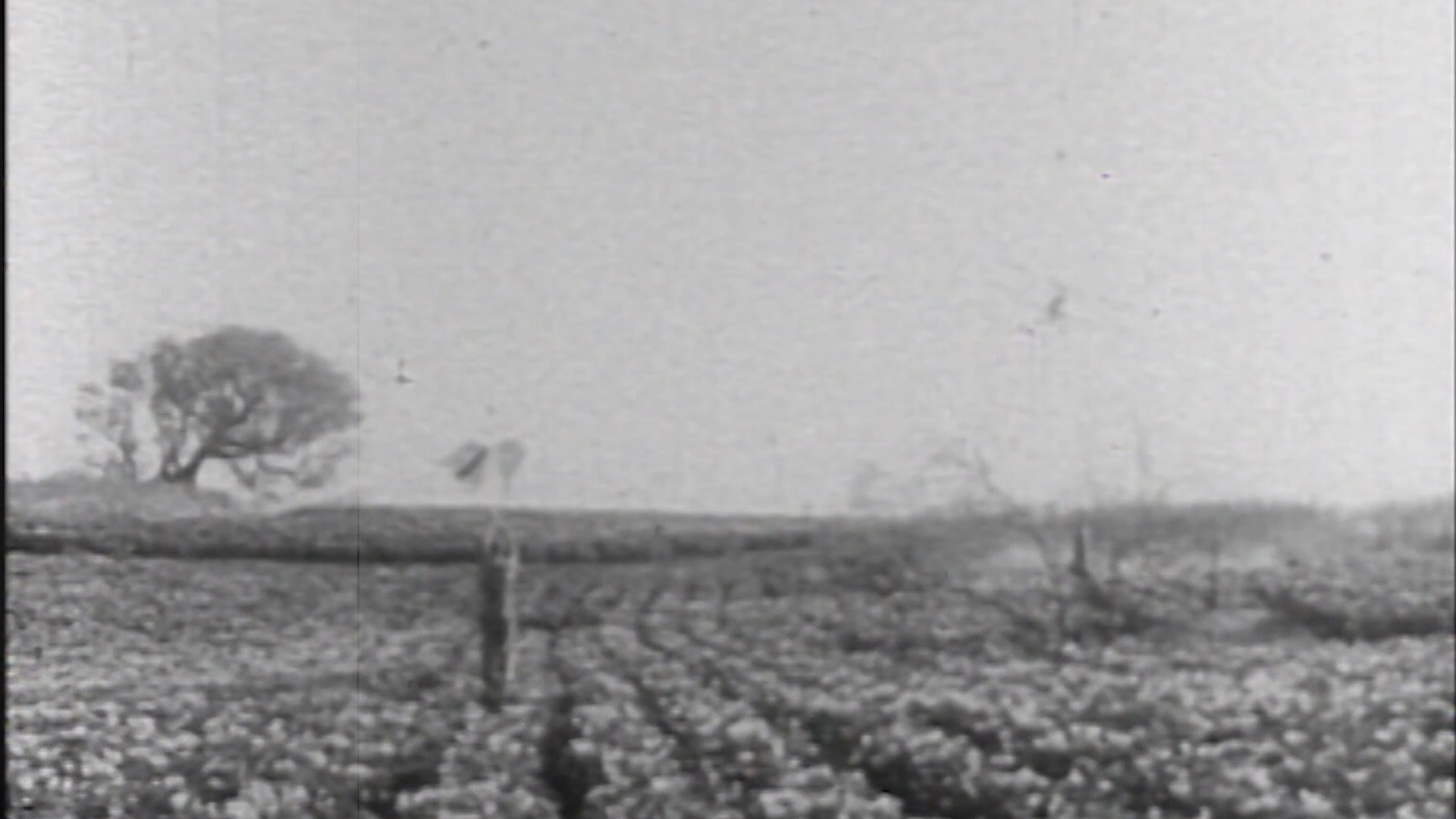 Archival footage shows how "crop markers" would stand in the fields to ...