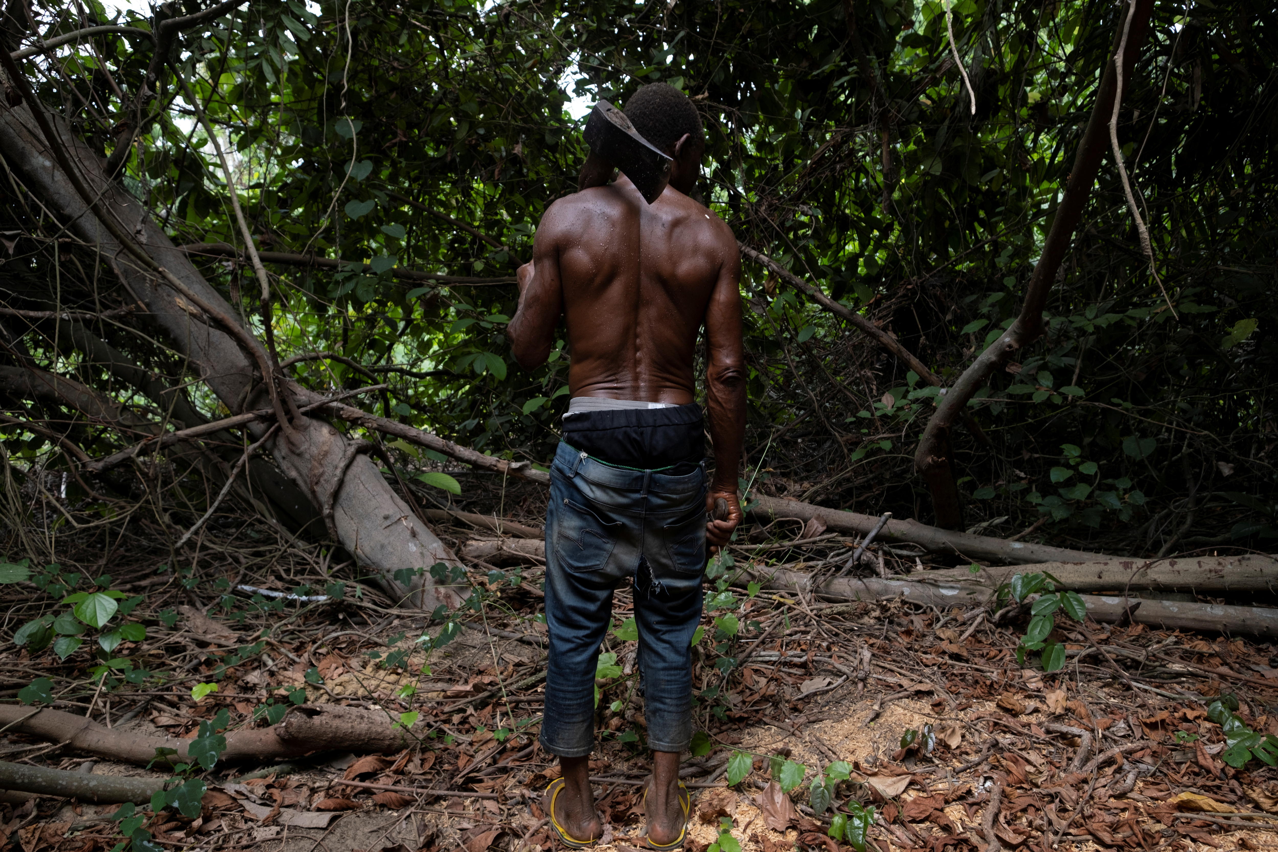 Nigeria's forests are rapidly disappearing as loggers struggle to eke ...