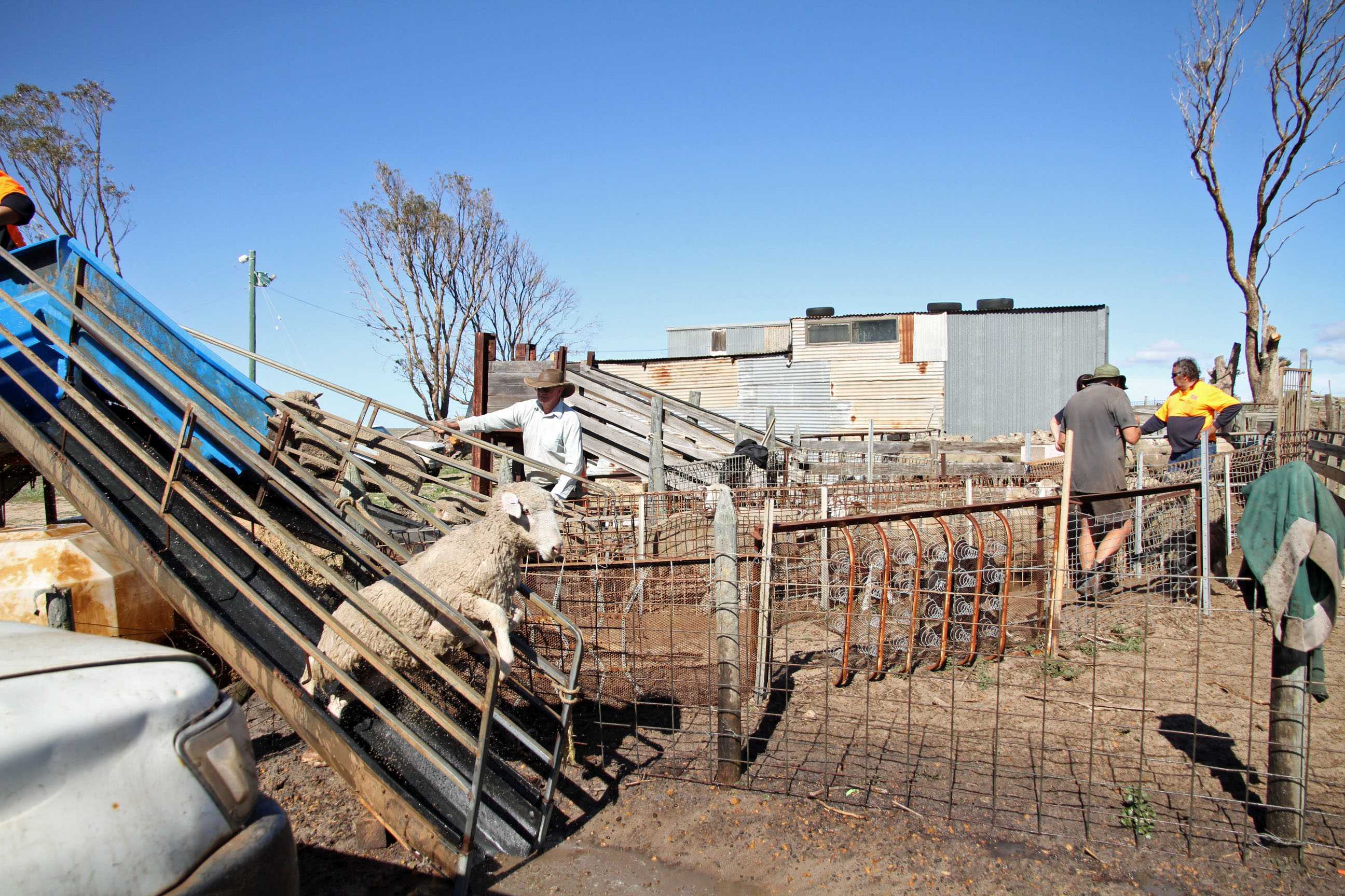 Plunge dipping makes a comeback in WA - ABC News