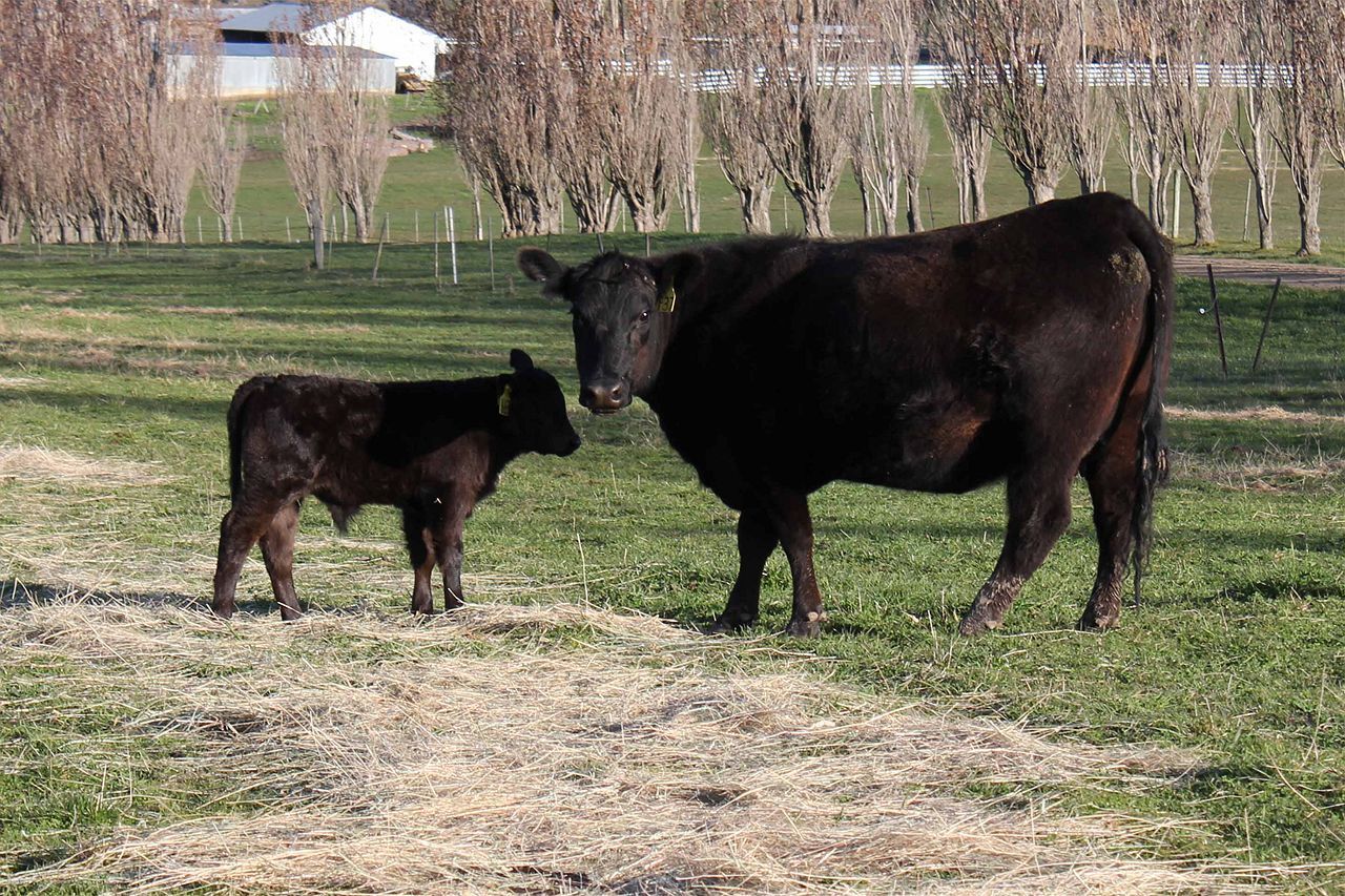 Certified WA Angus beef launched for the first time - ABC News