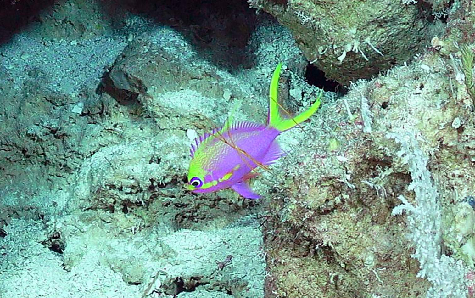 Coral Sea's deep-water reef secrets revealed as pandemic sees research ...